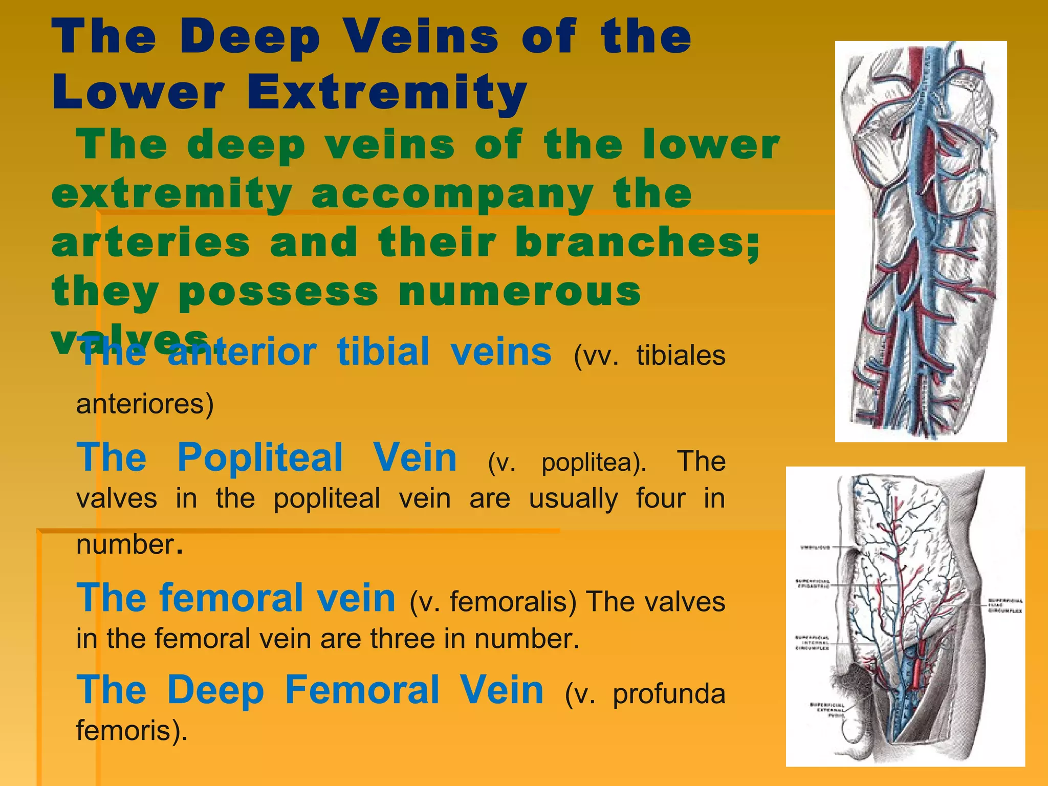 Blood vessel, Innervation and lymph system of lower limb | PPT