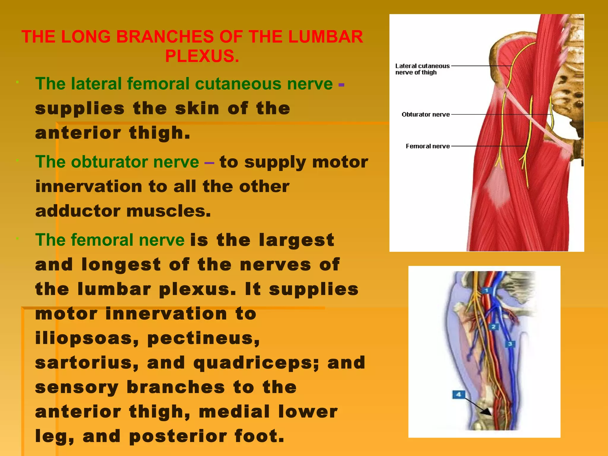 Blood vessel, Innervation and lymph system of lower limb | PPT