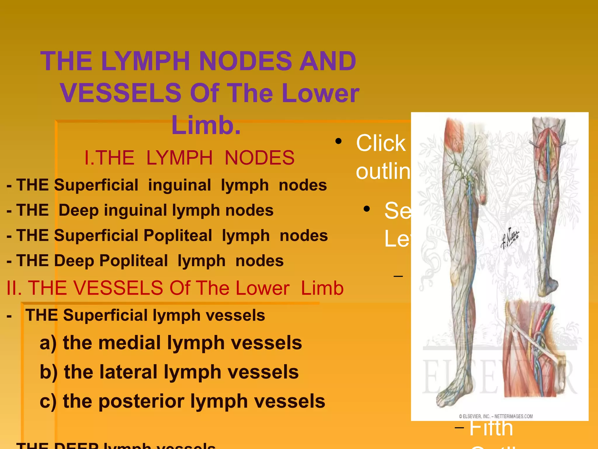 Blood vessel, Innervation and lymph system of lower limb | PPT