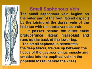 Blood vessel, Innervation and lymph system of lower limb | PPT