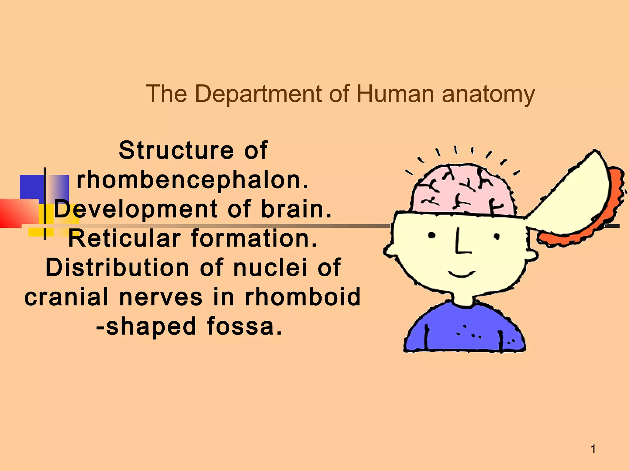 Structure of Rhombencephalon. Development of Brain. | PPT