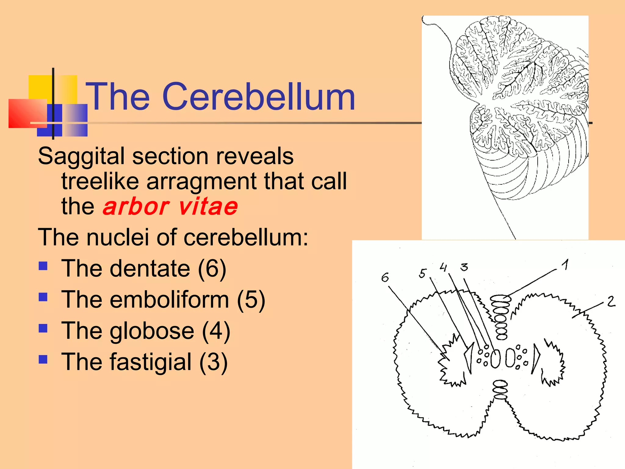 Structure of Rhombencephalon. Development of Brain. | PPT