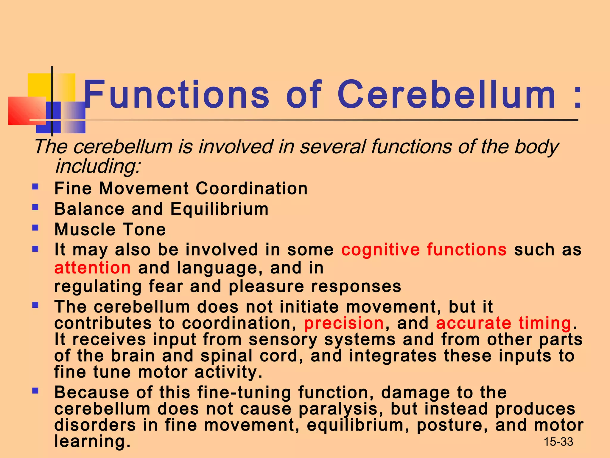 Structure of Rhombencephalon. Development of Brain. | PPT