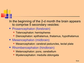 Structure of Rhombencephalon. Development of Brain. | PPT