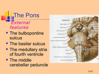 Structure of Rhombencephalon. Development of Brain. | PPT