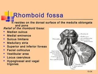 Rhomboid Fossa
