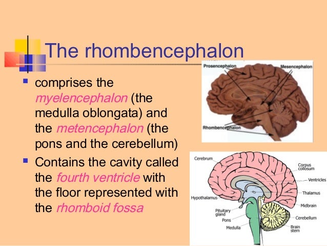 Structure of Rhombencephalon. Development of Brain.