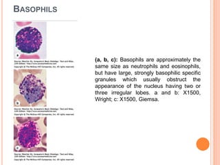 Histology of Blood. Lymphoid Tissue | PPTX