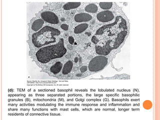 Histology of Blood. Lymphoid Tissue | PPTX