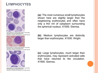 Histology of Blood. Lymphoid Tissue | PPTX