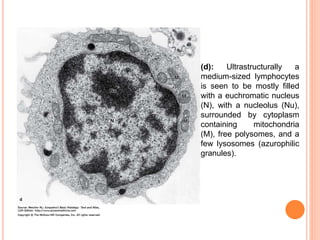 Histology of Blood. Lymphoid Tissue | PPTX
