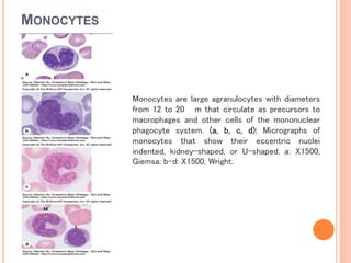 Histology of Blood. Lymphoid Tissue | PPTX