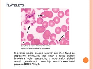 Histology of Blood. Lymphoid Tissue | PPTX