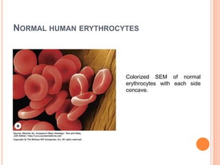 Histology of Blood. Lymphoid Tissue | PPTX