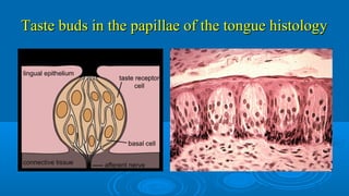 Histology of Sensory organs | PPT