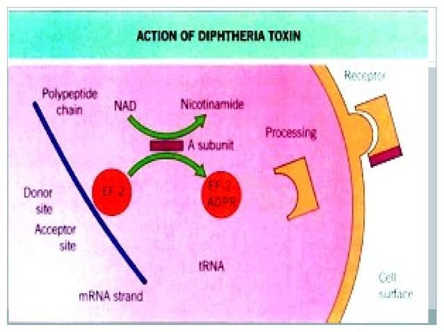 Diphtheria. Differential diagnostics of Acute tonsillitis | PPT
