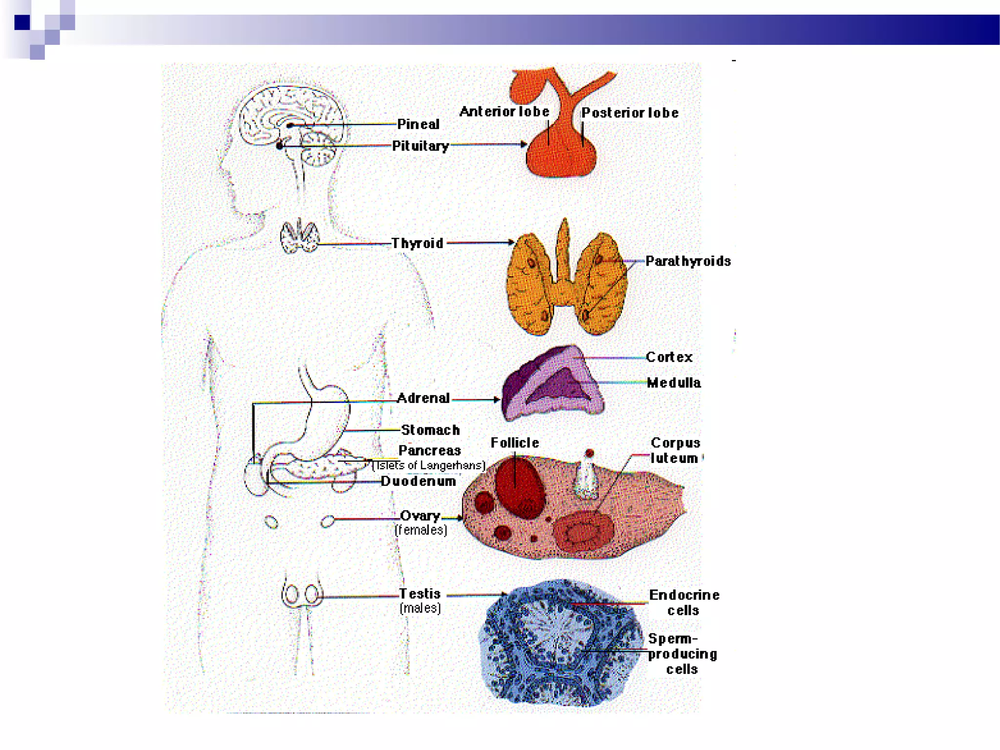 Endocrine system in children. Semiotics diseases | PPT