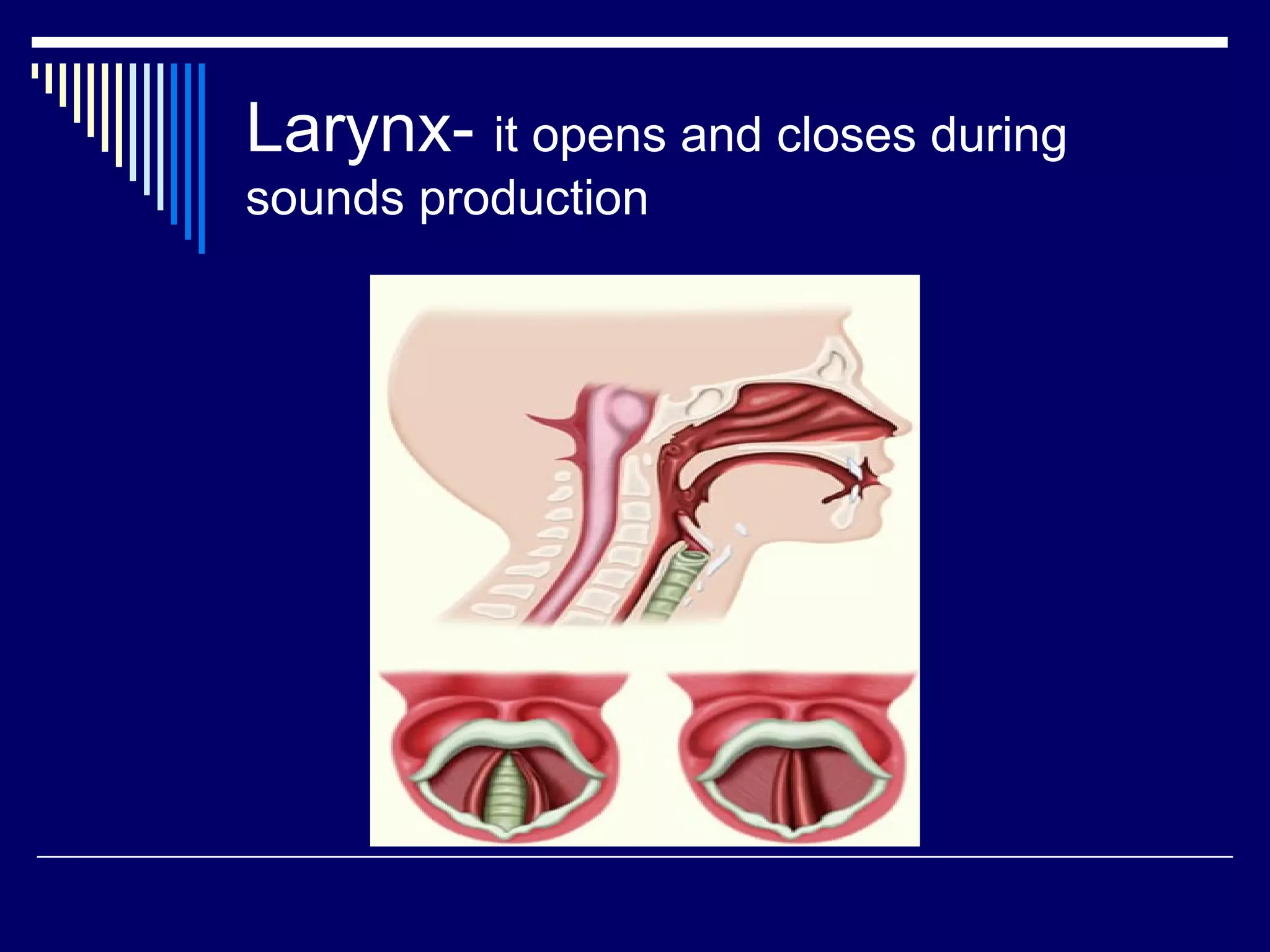 Upper Respiratory Tract Infection (URTI) | PPT