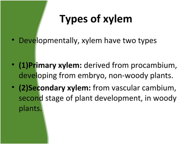 Xylem | PPT | Gardening | Home & Garden