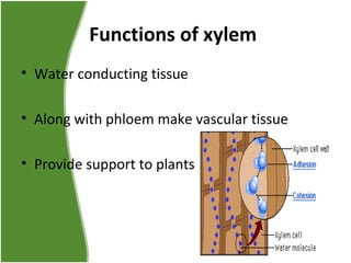 Simple Xylem Vessel Diagram