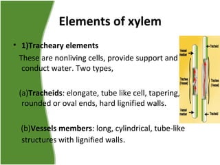 Tracheids Xylem