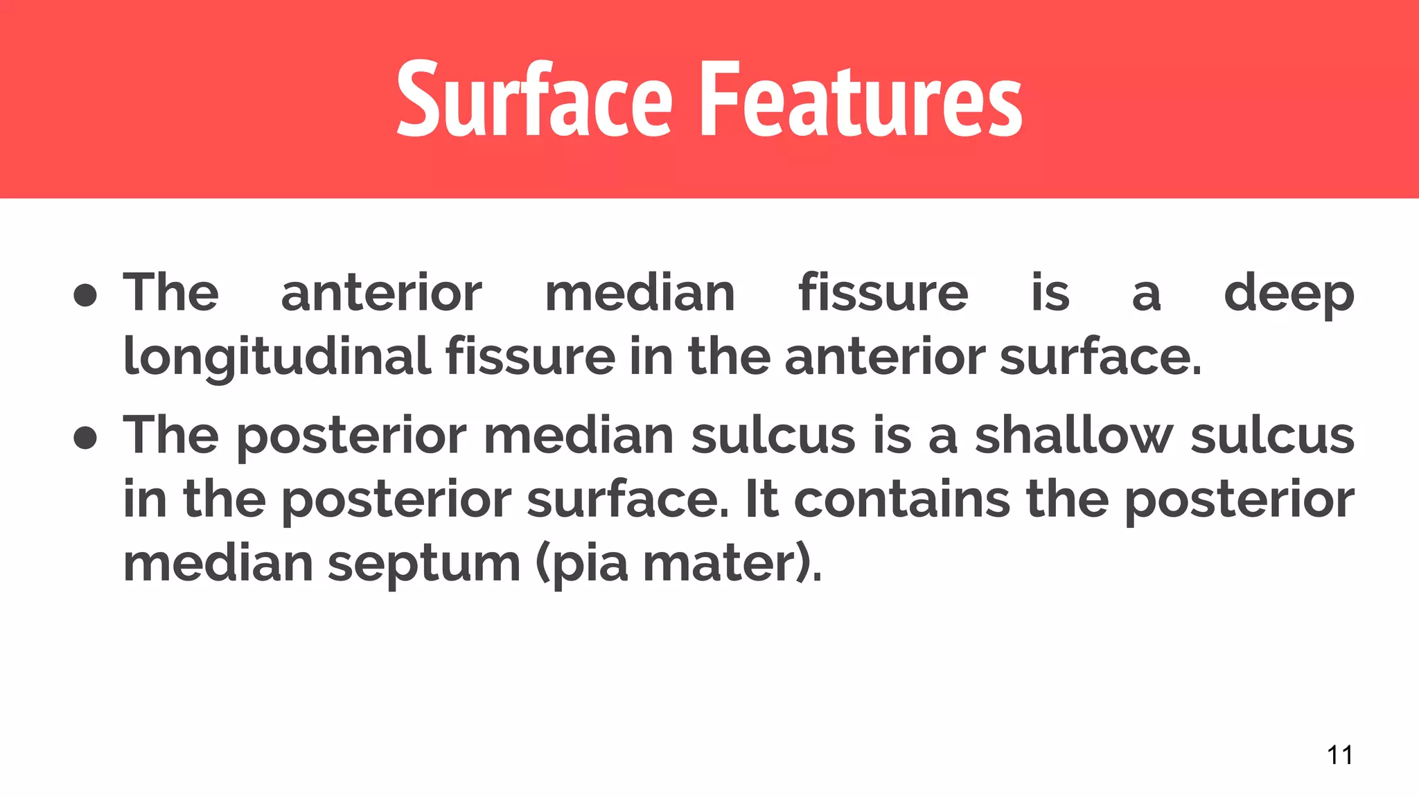 Neuroanatomy | 8. Spinal Cord (1) | PDF