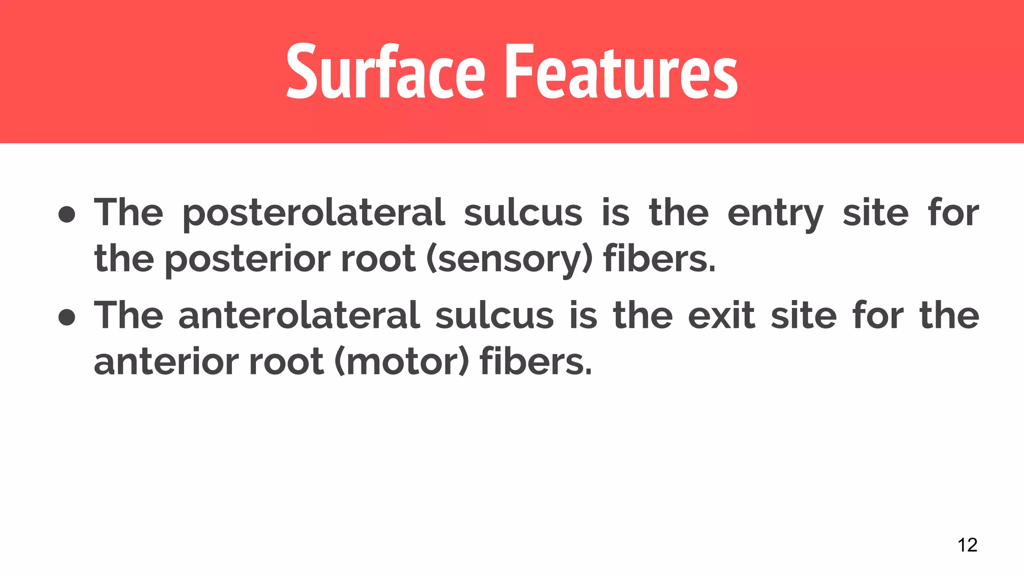 Neuroanatomy | 8. Spinal Cord (1) | PDF