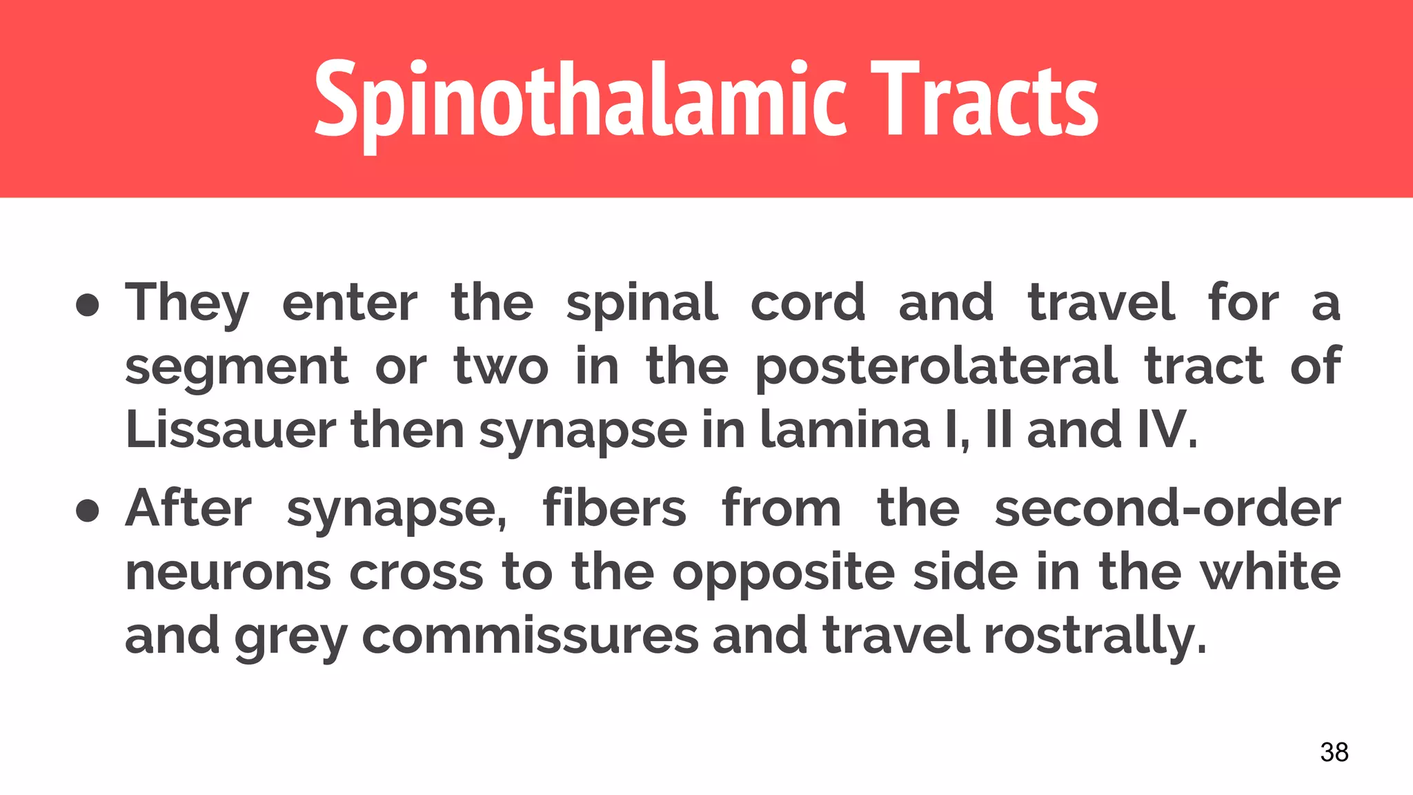 Neuroanatomy | 8. Spinal Cord (1) | PDF