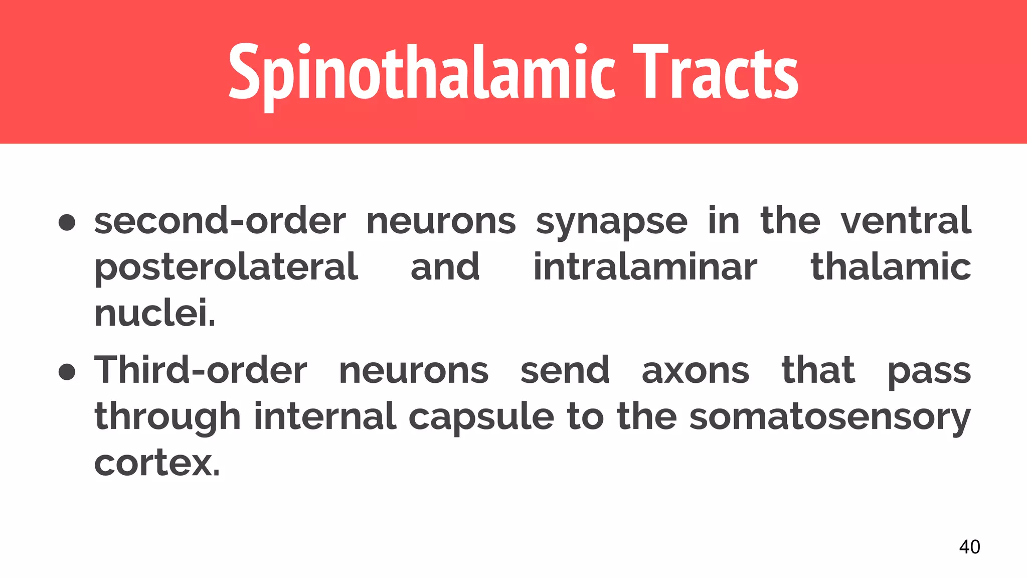 Neuroanatomy | 8. Spinal Cord (1) | PDF