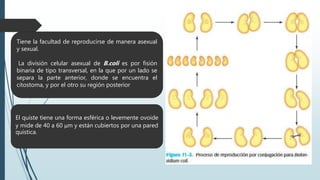 balantidiasis | PPTX