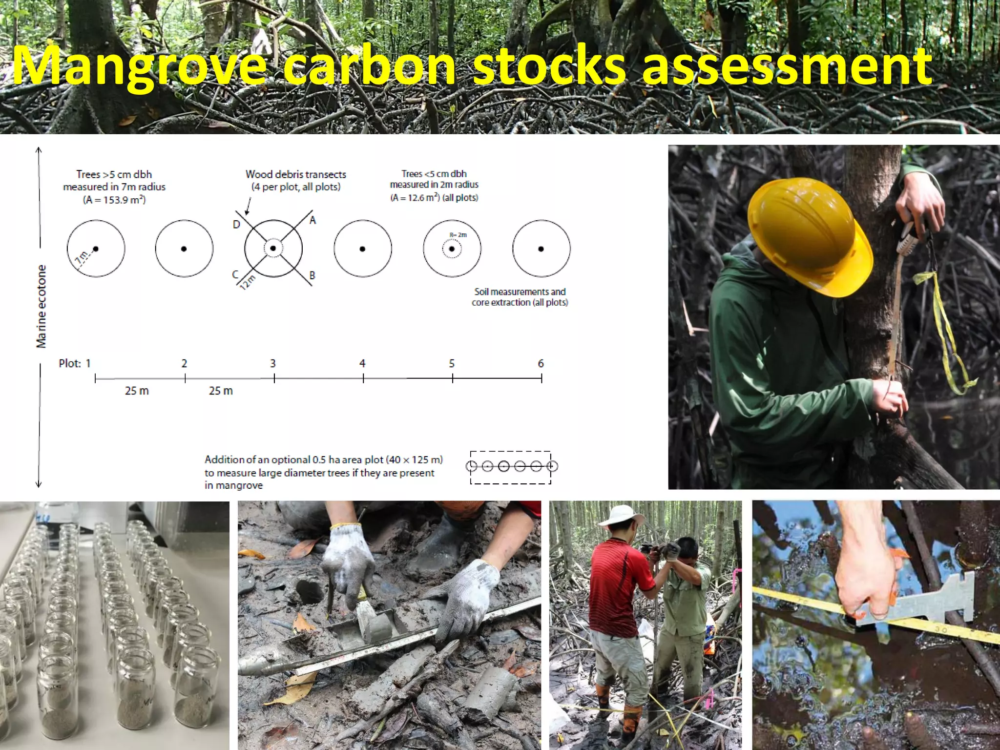 Mangrove blue carbon assessments and lessons from the field | PDF