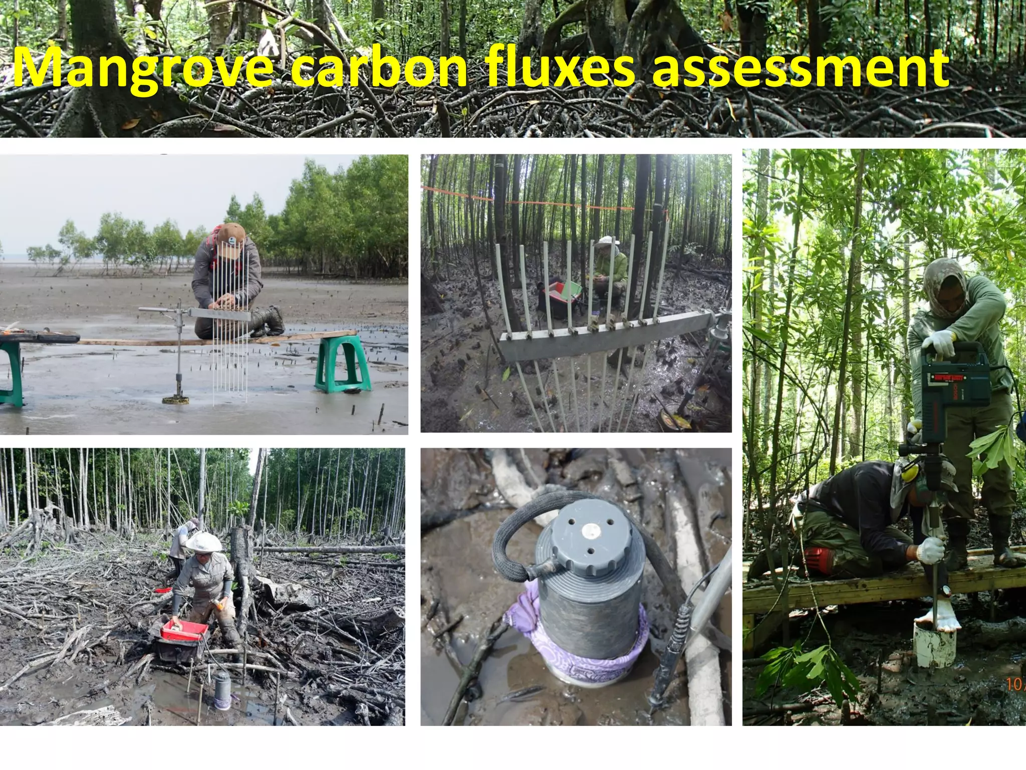 Mangrove blue carbon assessments and lessons from the field | PDF