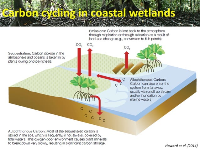 Mangrove blue carbon assessments and lessons from the field | PDF