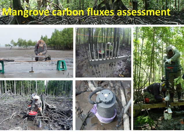 Mangrove blue carbon assessments and lessons from the field | PDF