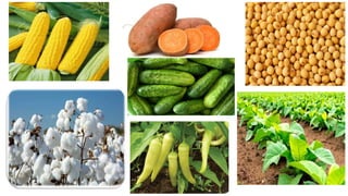 Reggie Strickland: Strickland Farming | PPT