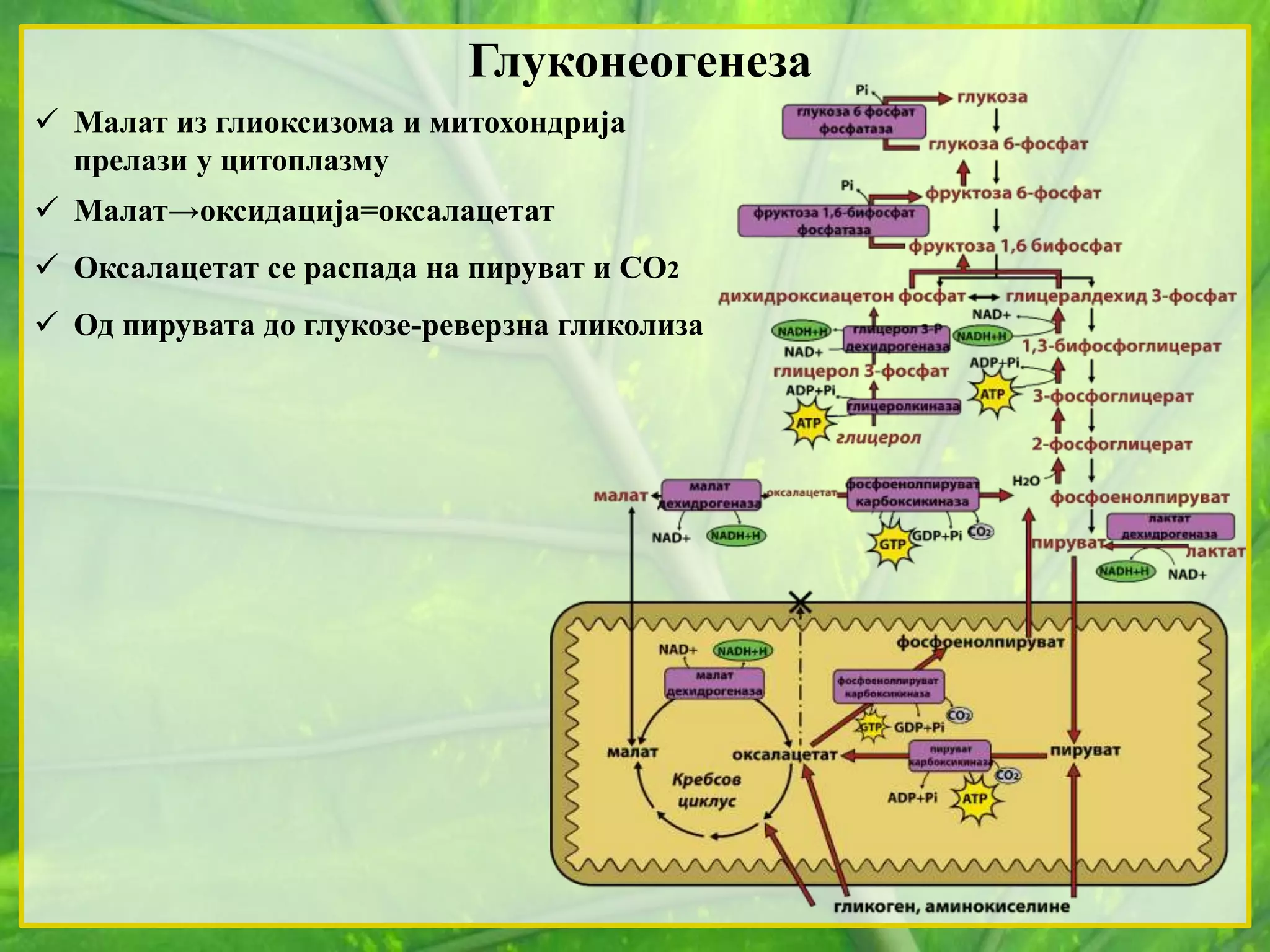 8. Oksidacija masti, glioksilatni ciklus, glukoneogeneza | PPTX