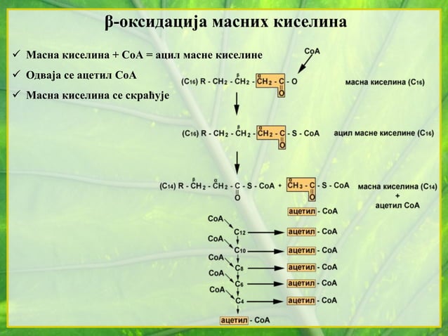 8. Oksidacija masti, glioksilatni ciklus, glukoneogeneza | PPTX