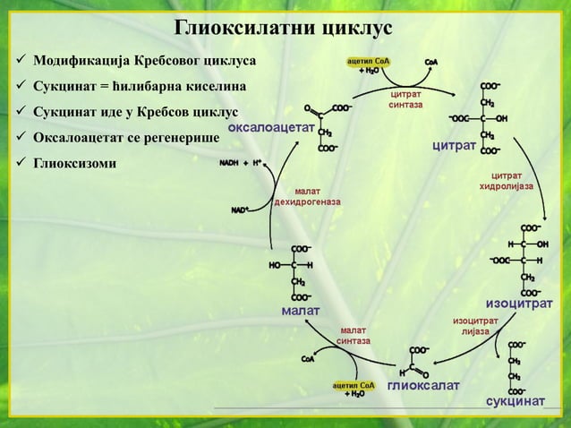 8. Oksidacija masti, glioksilatni ciklus, glukoneogeneza | PPTX