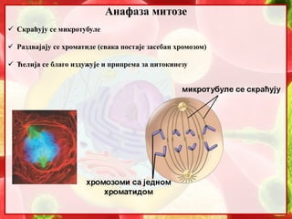8. Celijske deobe amitoza i mitoza | PPTX
