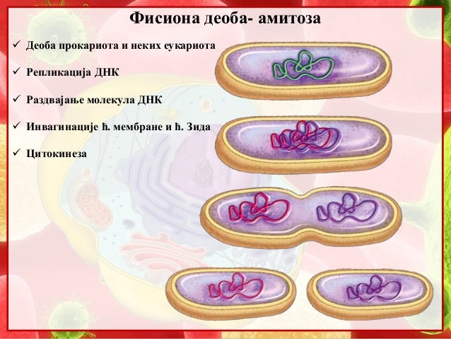 8. Celijske deobe amitoza i mitoza