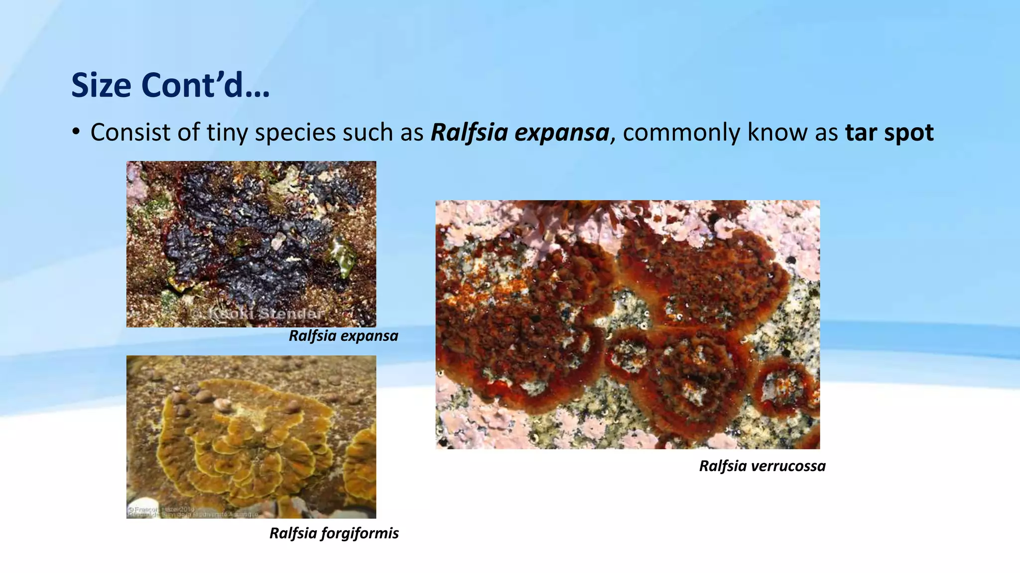 Phylum Phaeophyta, Rhodophyta & Chlorophyta - Multicellular aglae | PPTX