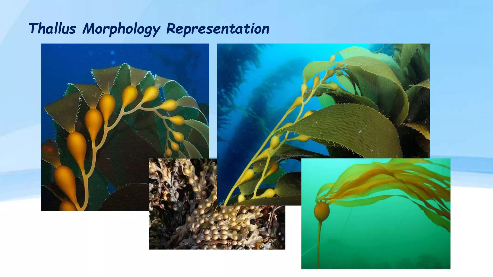 Phylum Phaeophyta, Rhodophyta & Chlorophyta - Multicellular aglae | PPTX