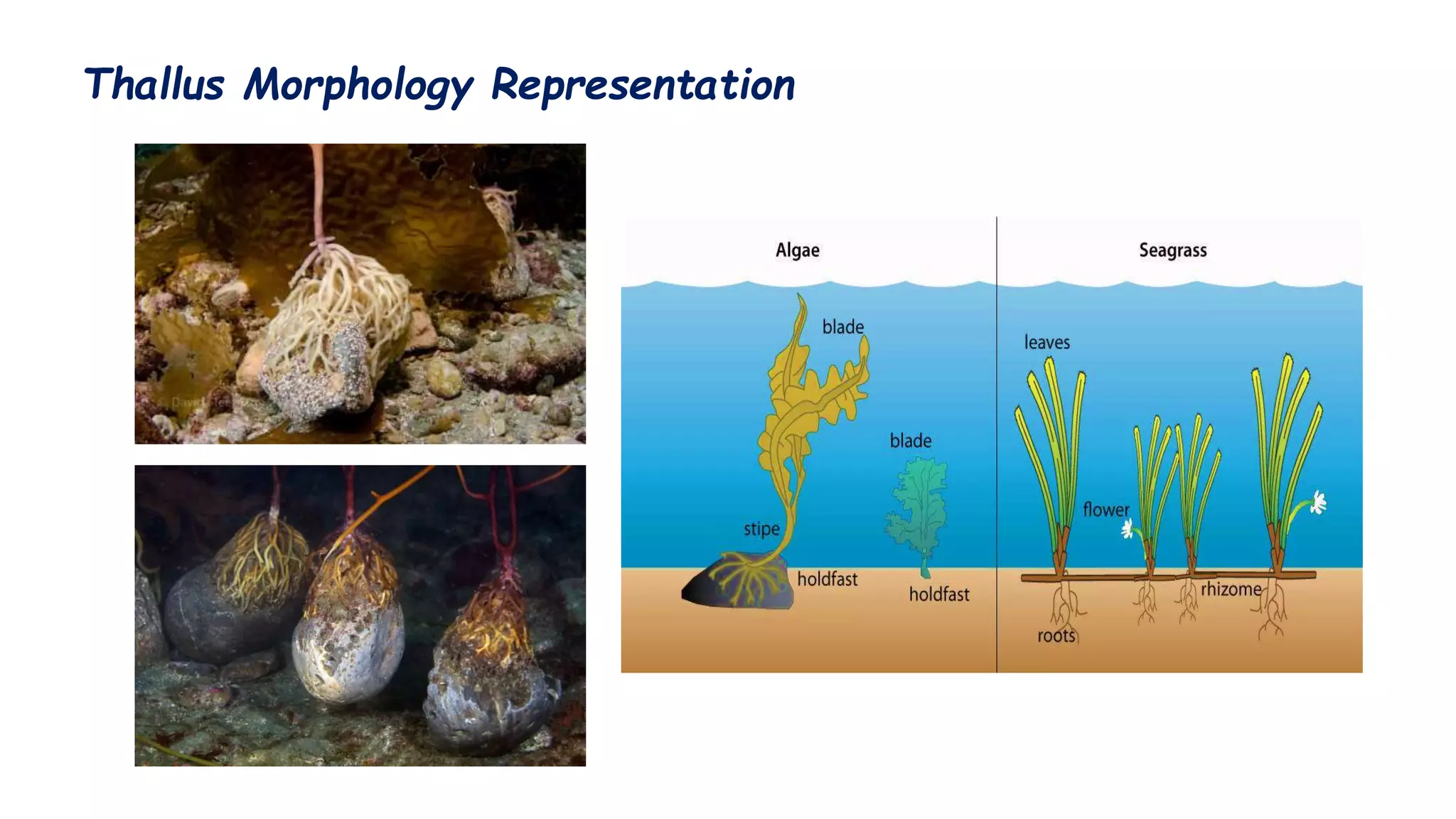 Phylum Phaeophyta, Rhodophyta & Chlorophyta - Multicellular aglae | PPTX