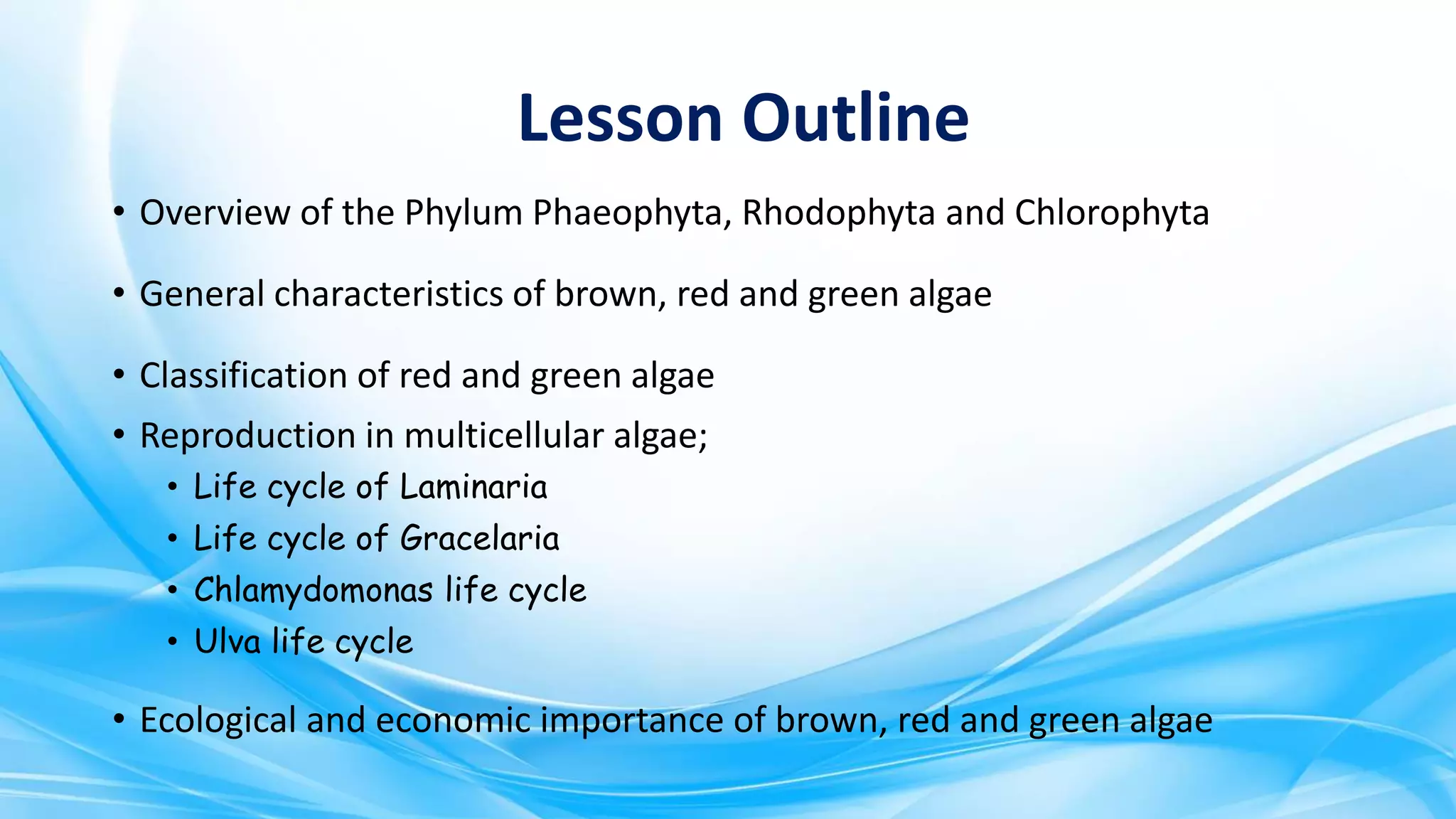 Phylum Phaeophyta, Rhodophyta & Chlorophyta - Multicellular aglae | PPTX