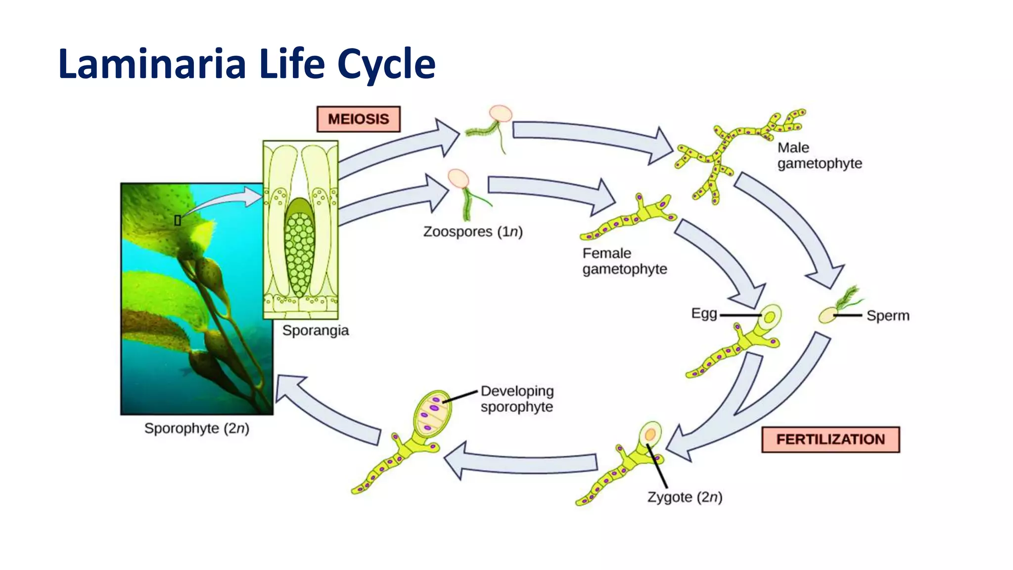Phylum Phaeophyta, Rhodophyta & Chlorophyta - Multicellular aglae | PPTX