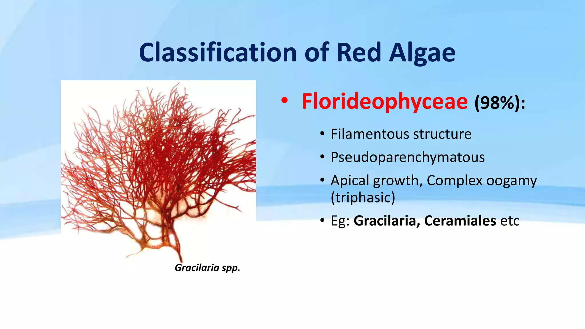 Phylum Phaeophyta, Rhodophyta & Chlorophyta - Multicellular aglae | PPTX