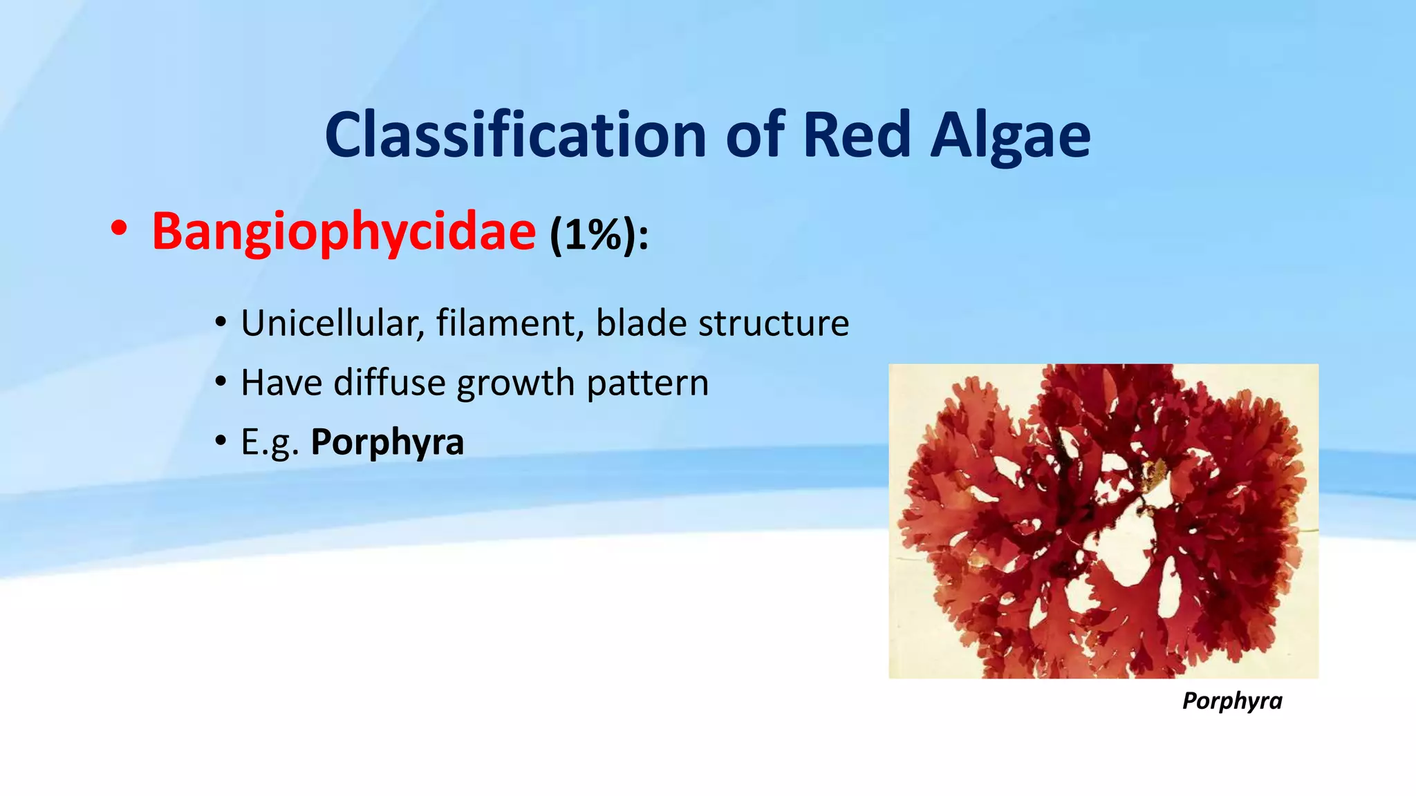 Phylum Phaeophyta, Rhodophyta & Chlorophyta - Multicellular aglae | PPTX