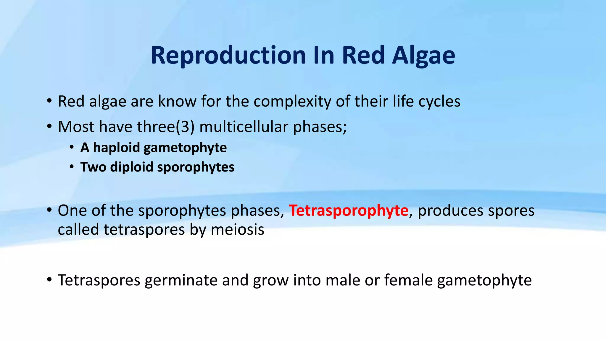 Phylum Phaeophyta, Rhodophyta & Chlorophyta - Multicellular aglae | PPTX