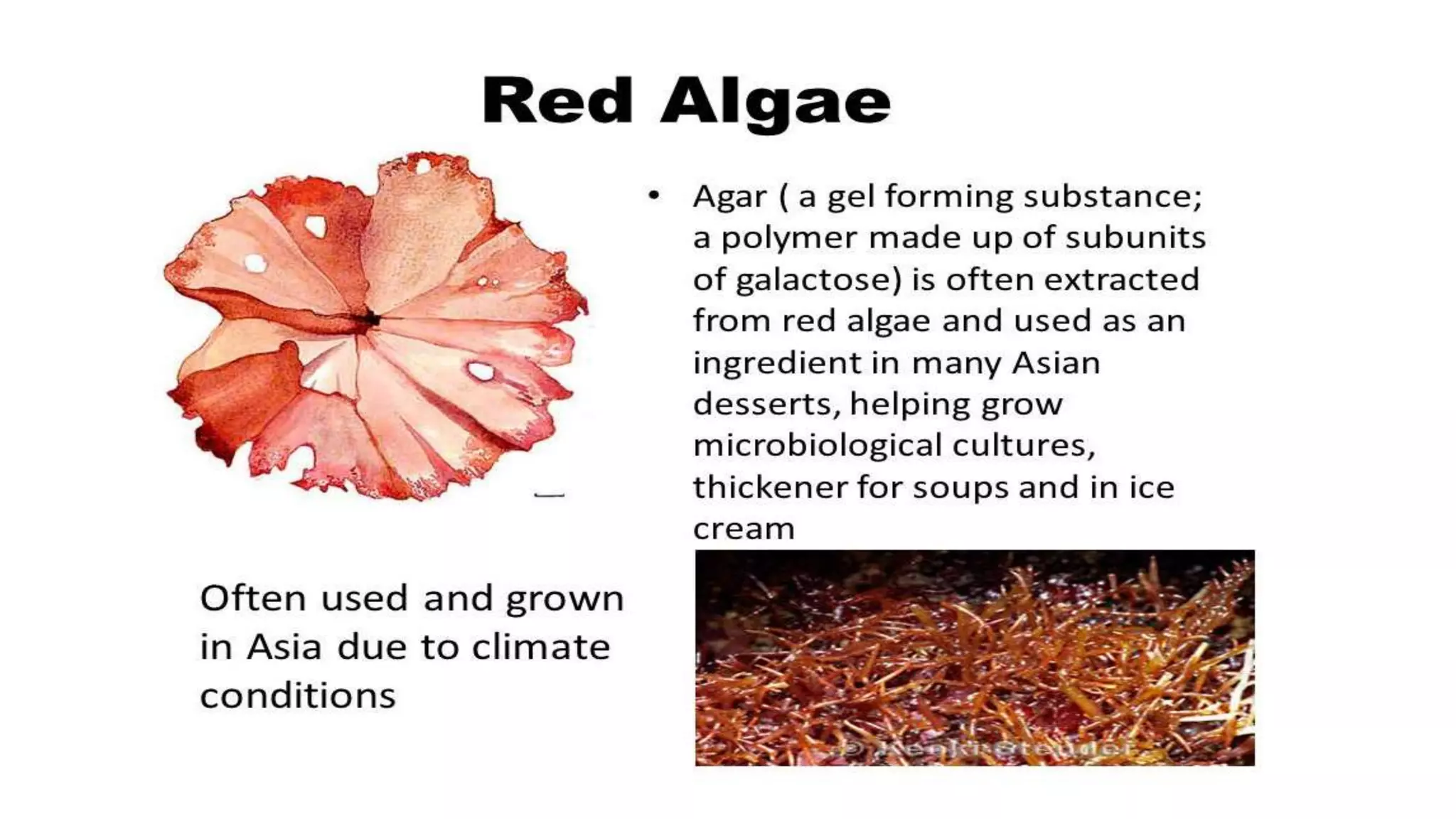Phylum Phaeophyta, Rhodophyta & Chlorophyta - Multicellular aglae | PPTX