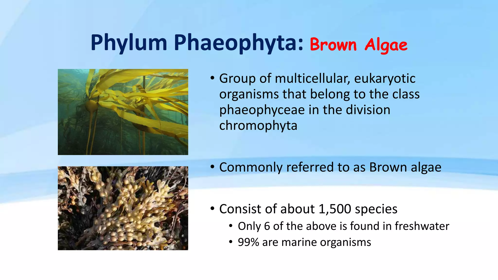 Phylum Phaeophyta, Rhodophyta & Chlorophyta - Multicellular aglae | PPTX